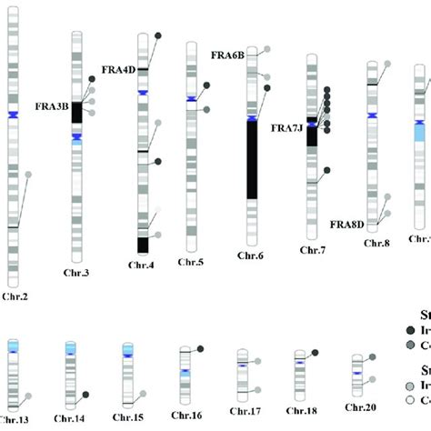 Chromosomal Location Of Cnvs Chromosomes Without Cnvs Are Not
