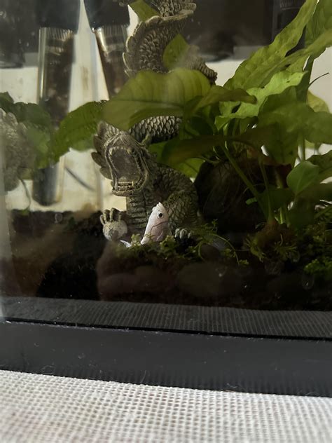 Is My Fish Dying Rfish