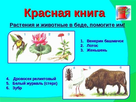 Картинки животных из красной книги с названиями для детей.