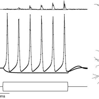 Comparing Current Clamp Simulations In Neuron And Cudabottom