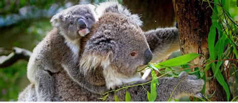 We Love Pandas What Do You Know About Pandas Comment Belowpanda