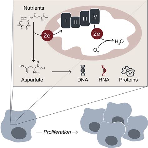 Supporting Aspartate Biosynthesis Is An Essential Function Of Respiration In Proliferating Cells