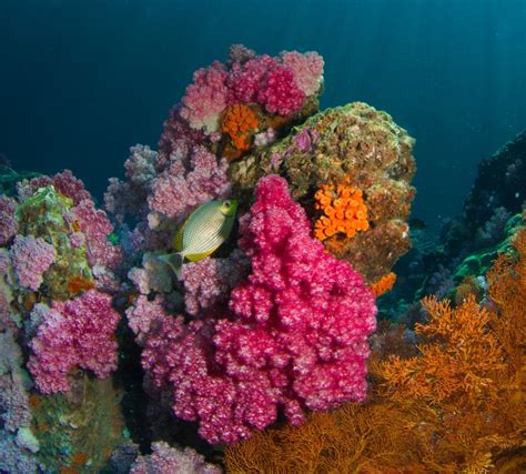 an immersive and interactive coral reef experience