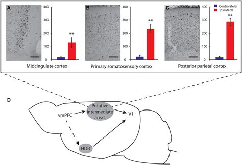 Frontiers Activation Of The Mouse Primary Visual Cortex By Medial