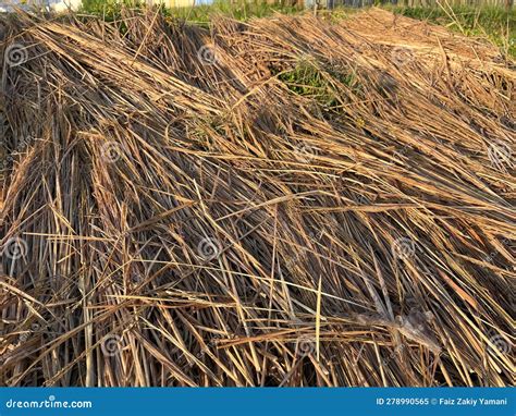Dried Rice Straws On The Side Of Paddy Field After Harvest Season