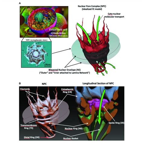stem cell segmentation of the nuclear envelope and pores a cell