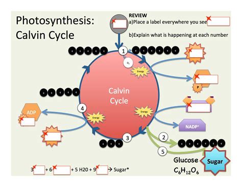 Understanding The Calvin Cycle A Diagram For Mastering Biology