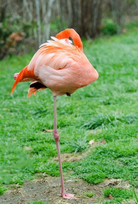 Flamingo On One Leg Bird