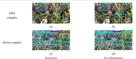 Figure 1 From Assessing Pineapple Maturity In Complex Scenarios Using An Improved Retinanet