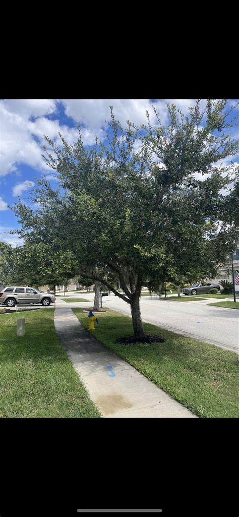 Live Oak Pruning Before And After Did They Do A Good Job Rarborists