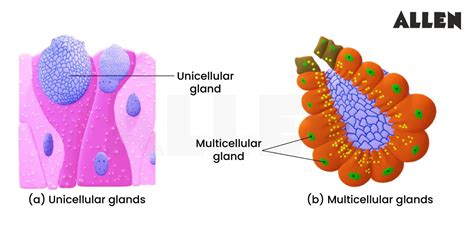 What Is The Location Of Glandular Epithelial Tissue