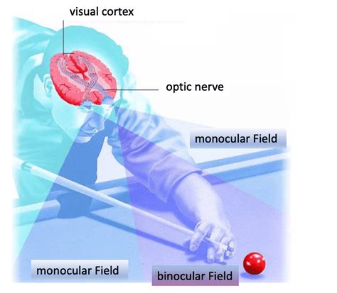 8 Illustration Of Binocular And Monocular Field Figure Courtesy Of