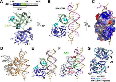 P202 Hin1 Binds Dsdna In A Different Mode From Known Hin Domains A