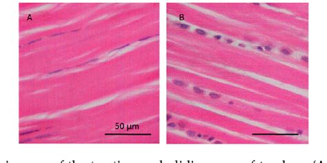 Figure 1 From Impact Of Uniaxial Stretching On Both Gliding And