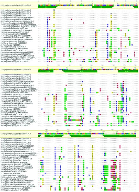 partial sequence alignment of the 28s ribosomal rna gene resulting from