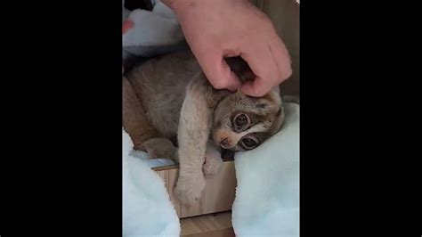 귀여운 슬로우로리스 크롱이 Slowloris Youtube