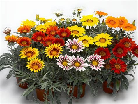 Annuals Golden Plains Greenhouse And Garden Centre Golden Plains