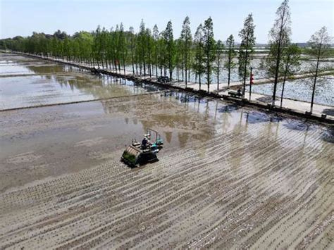 独家：浙江乐清春耕正当时 早稻插秧忙
