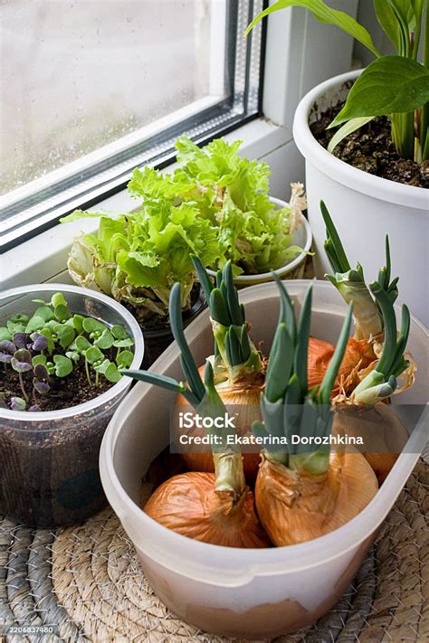 창턱에 화분에 심은 묘목 정원과 채소밭 봄 묘목 양파 샐러드 바질의 낮은 콩나물 집에서 상자에 넣어 자랍니다 실내 원예 컨셉 건강한 식생활에 대한 스톡 사진 및 기타 이미지