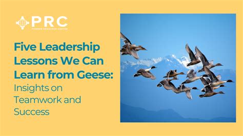 Five Leadership Lessons We Can Learn From Geese