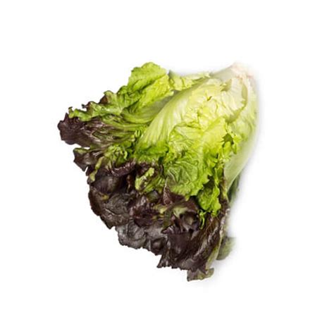 Red Leaf Lettuce