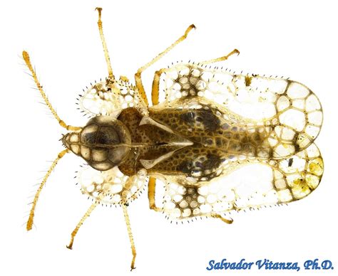 Hemiptera Heteroptera Tingidae Corythucha Lace Bugs Male A Urban Programs El Paso County