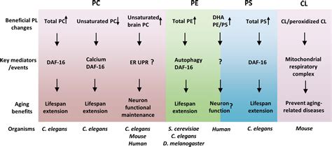 Phospholipids Types