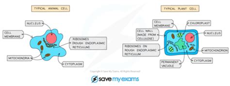 Bio Unit 1 4 Cell Structure And Function Flashcards Quizlet