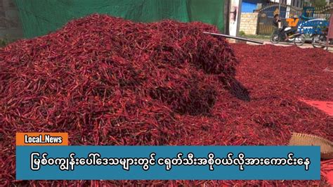 မြစ်ဝကျွန်းပေါ်ဒေသများတွင် ငရုတ်သီးအစိုဝယ်လိုအားကောင်းနေ Youtube