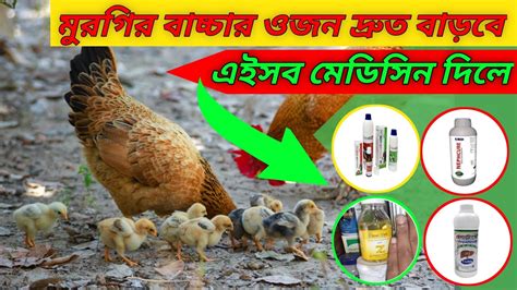 মুরগির বাচ্চার ওজন দ্রুত বৃদ্ধির মেডিসিন মুরগির ওজন বাড়ানোর উপায় Chicken Murgi Youtube
