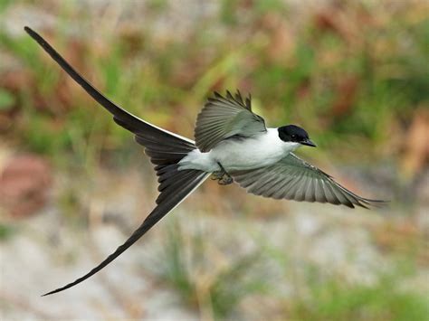 Fork Tailed Flycatcher Ebird