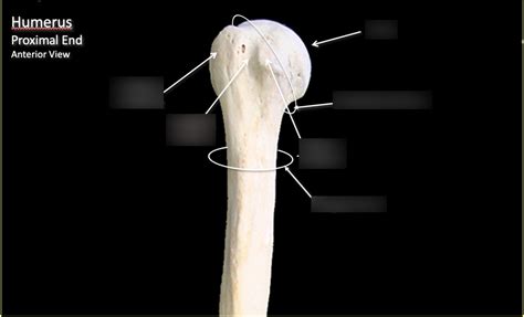 Humerus Proximal End Anterior Diagram Quizlet
