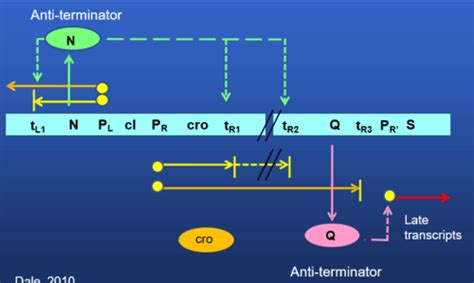 Bacteriophage And Phage Lambda Flashcards Quizlet