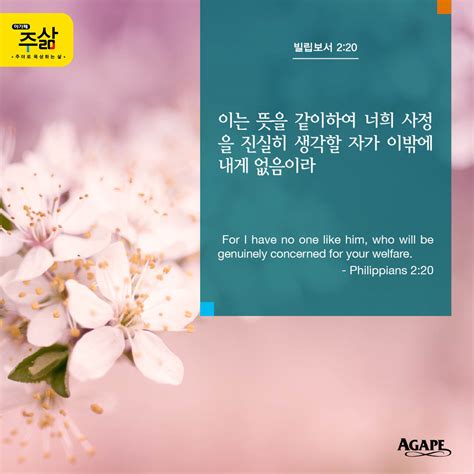 아가페 주삶 말씀묵상 디모데의 파송 계획 빌립보서 219 24 바울은 디모데를 속히 빌립보 교회에 파송할 계획을 언급한다 그를 통해 빌립보 교회의 사정을 전해