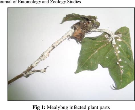 Figure 1 From New Host Report Of A Parasitoid Anagyrus Alami Hayat