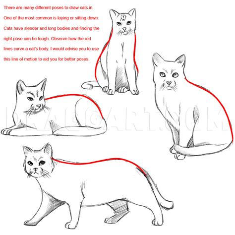 How To Draw A Realistic Cat Draw Real Cat Drawing Step By Step By Dawn DragoArt