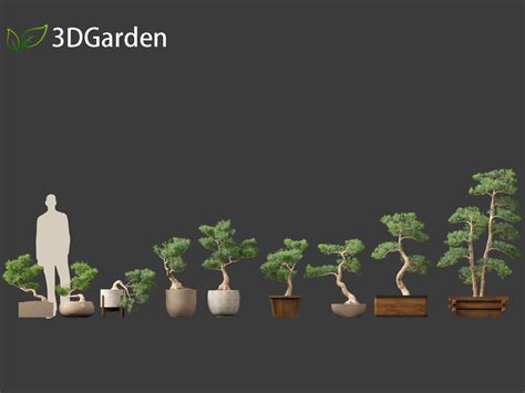 Podocarpus Macrophyllus Buddhist Pine 01 3d Model By 3dgardenplants