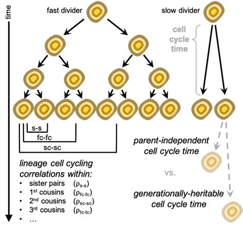 Kristina Ulicna Automated Deep Lineage Tree Analysis Using A Bayesian