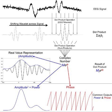 convolution with complex morlet wavelet to measure amplitude and phase