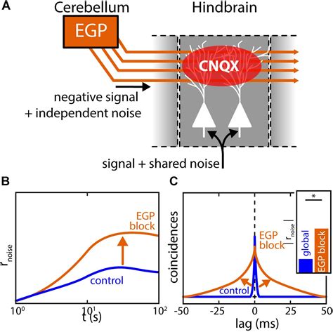 Frontiers Population Coding And Correlated Variability In Electrosensory Pathways