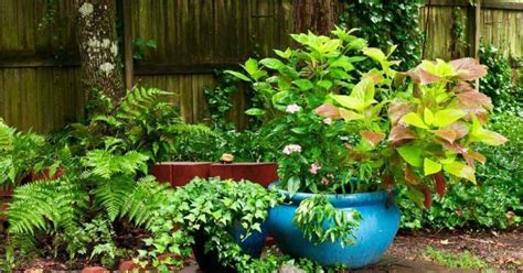 Complete Guide To Leca For Plants Benefits And Buying Tips