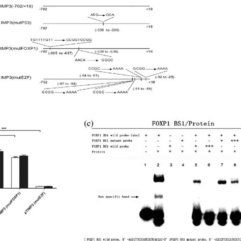 Transcriptional Regulation Of Mab Nj001 On The Timp 3 Gene In Spc A1 Download Scientific