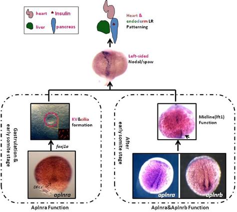 Aplnrab Sequentially Regulate Organ Left Right Patterning Via Distinct