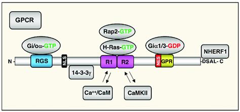 Rgs14 Structural Organization And Interacting Partners Regulator Of