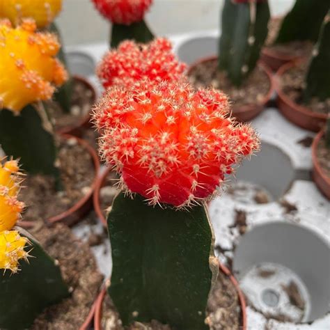 Gymnocalycium Mini Cactusi Altoiti Colorati In 2025 Mother Plant