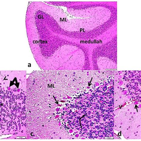 Photomicrographs Of Sections In The Mpfc Of Adult Rat A C Specimens