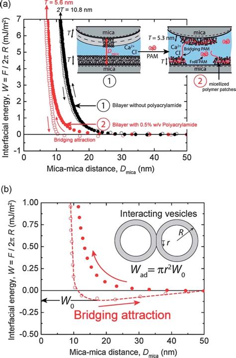 Figure 3 From Interaction Of Adsorbed Polymers With Supported Cationic Bilayers Semantic Scholar