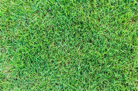 잔디 질감 또는 잔디 배경 골프 코스에 대 한 녹색 잔디 축구 필드 또는 스포츠 배경 컨셉 디자인 자연 녹색 잔디입니다 0명에 대한 스톡 사진 및 기타 이미지 Istock