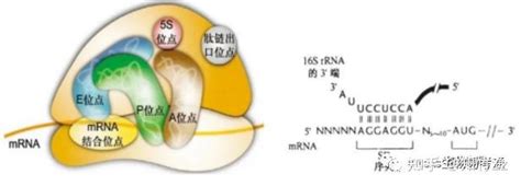 细胞生物学高频考点（十）之核糖体的功能 蛋白质的合成内容及思维导图 知乎
