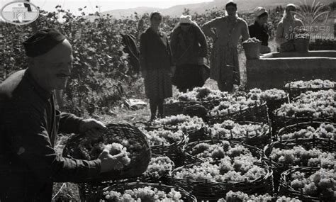 Iverieli რთველი კახეთში ფოტო თელავის ისტორიული მუზეუმის არქივიდან